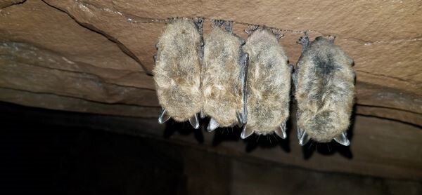 Habitat Conservation Plans have potential for helping bats | News ...